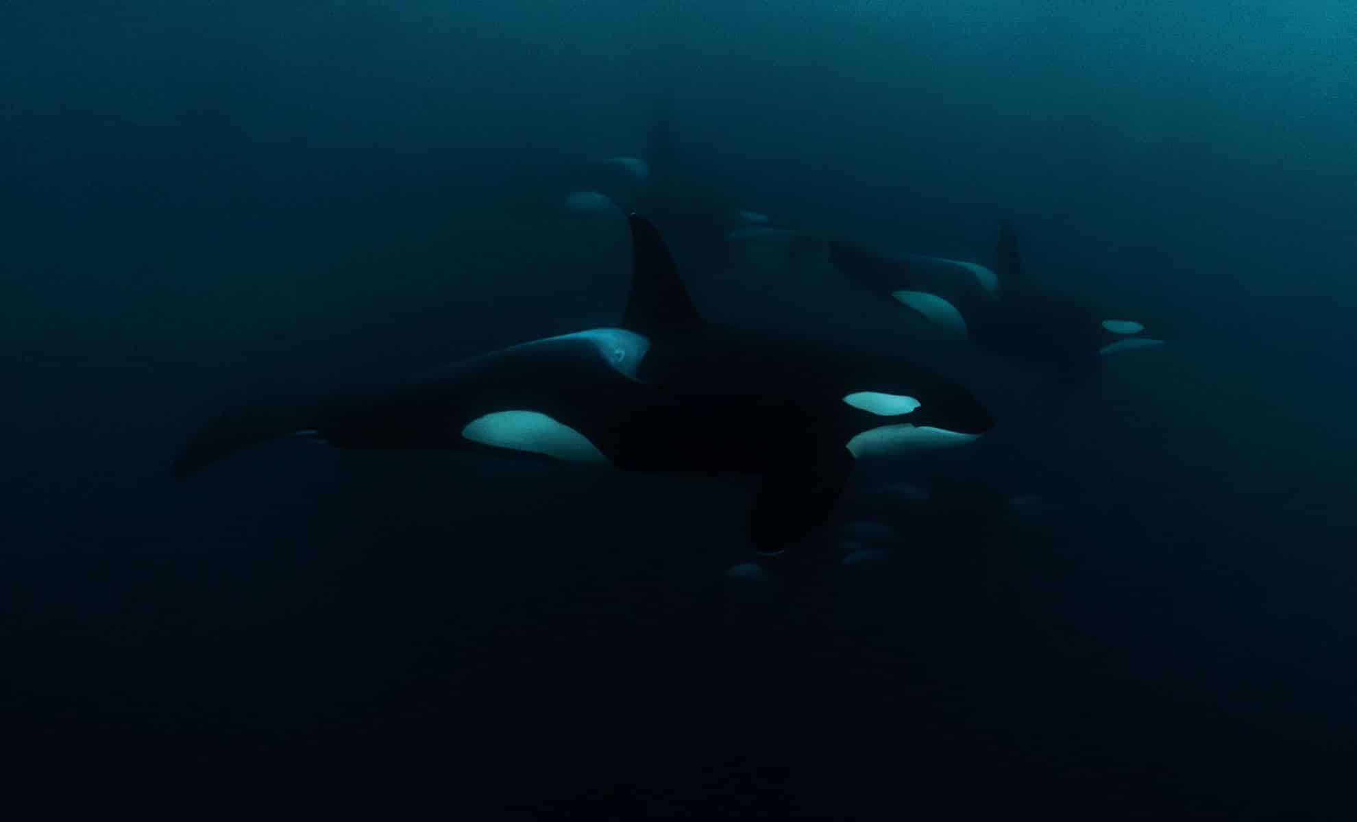 Orcas Teach Young Pod Members Advanced Hunting Techniques Through Mock ...