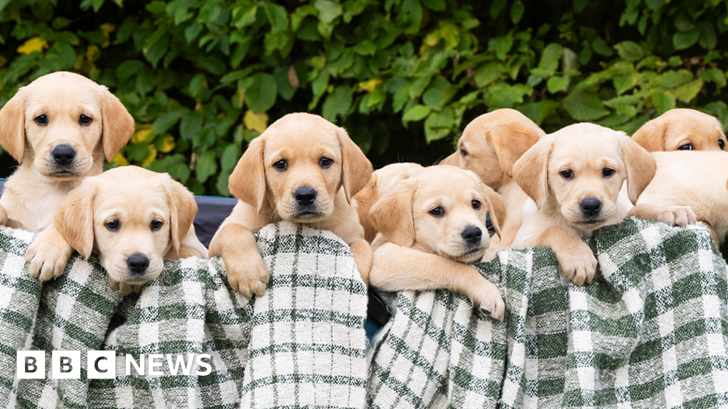 Guide Dogs charity welcomes 13 new puppies, the largest litter in three ...