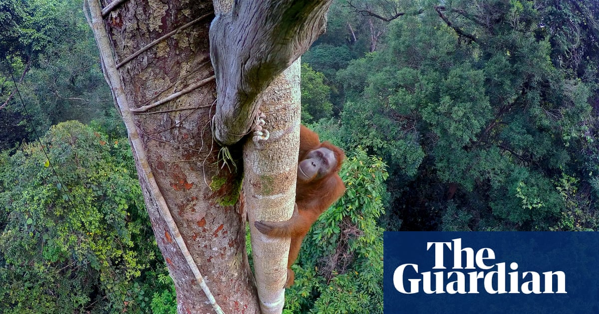 How Trees Have Shaped Human Evolution, from Our Physical Bodies to Our ...