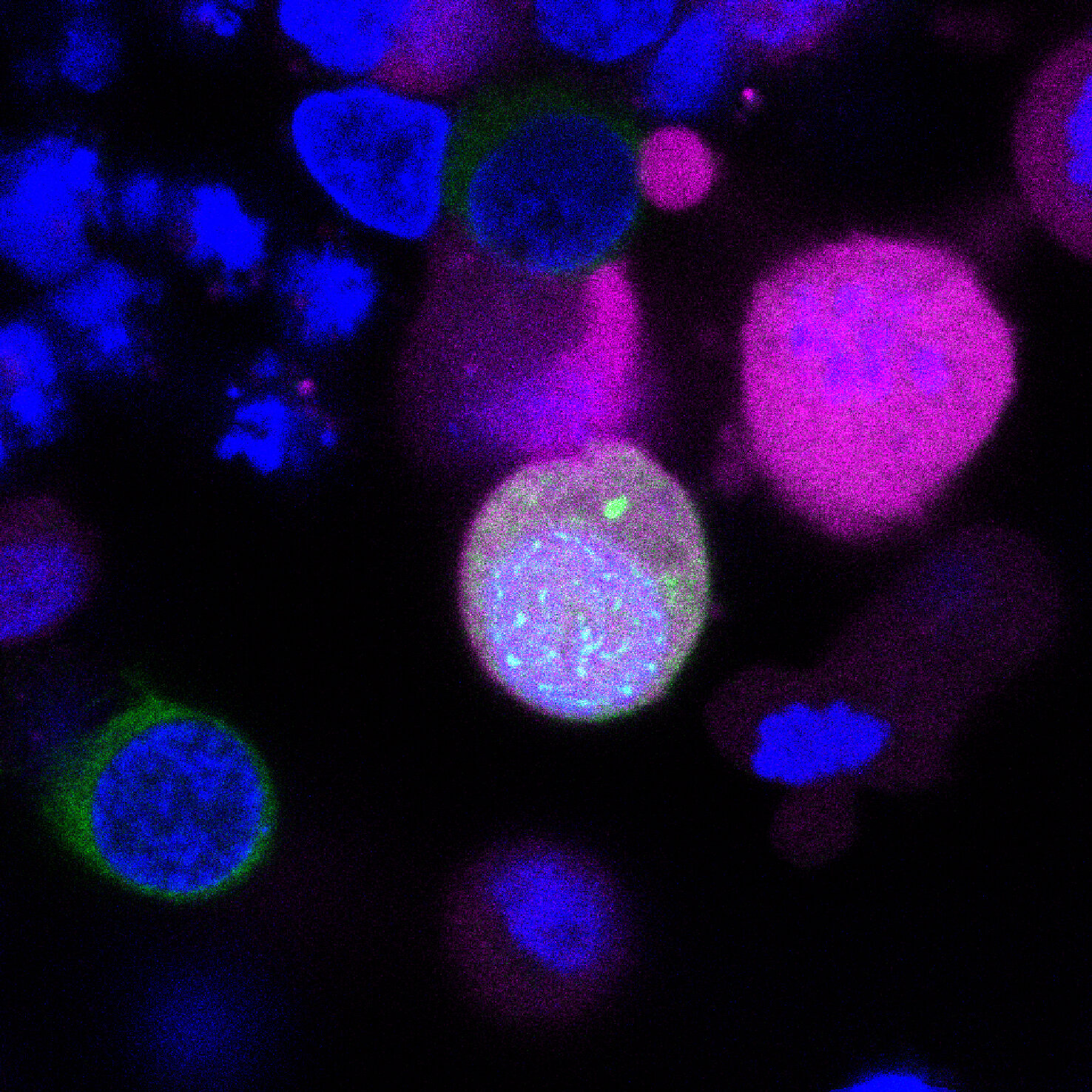 Harvard Researchers Successfully Induce Key Steps in Human Egg and ...