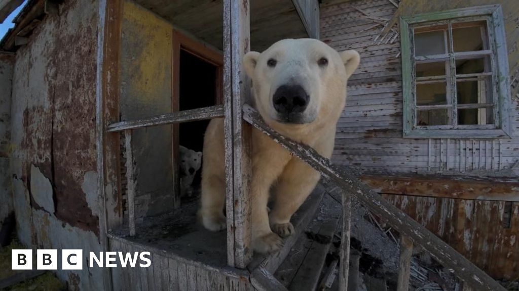 Polar Bears Take Over Abandoned Soviet Research Station on Remote ...
