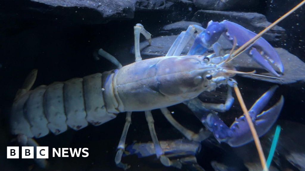 Scientists Investigate Whether Blue Lobsters Are More Common Than ...