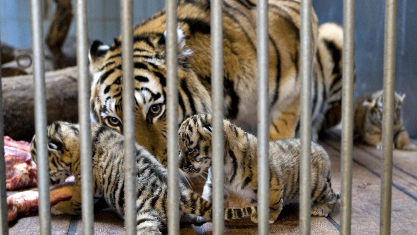 A Danish Zoo Asks for Pet Donations to Feed Predators - KillBait Archive