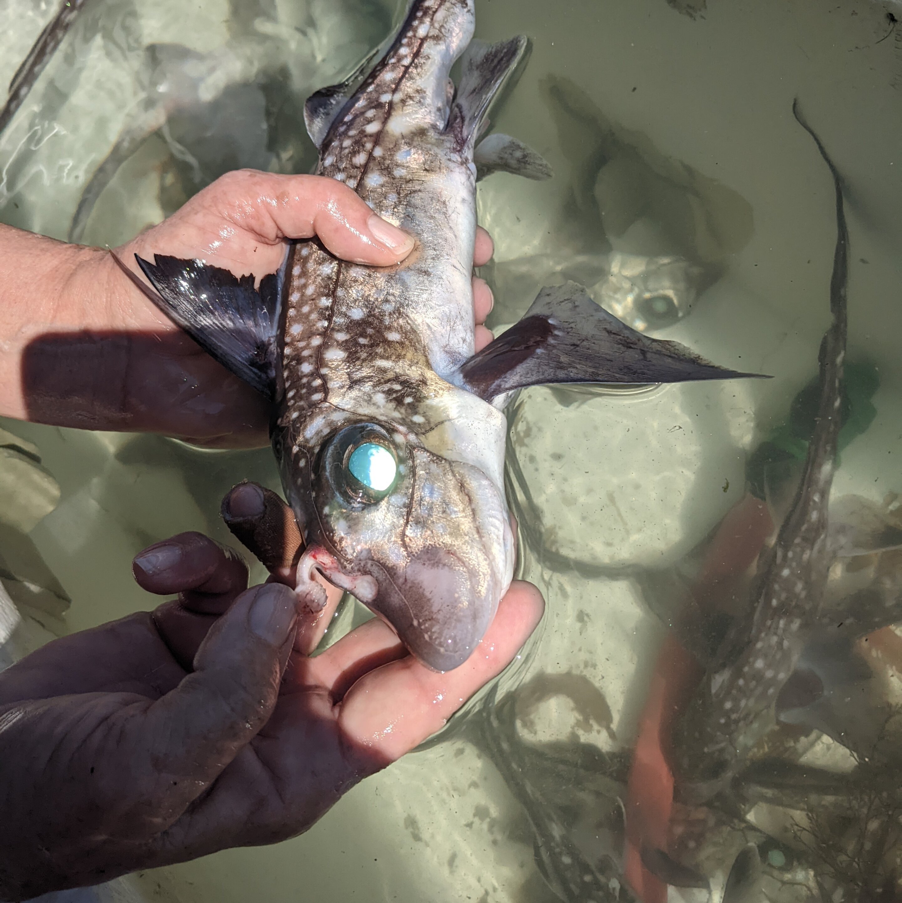 Male ghost sharks use unique forehead teeth for mating - KillBait Archive