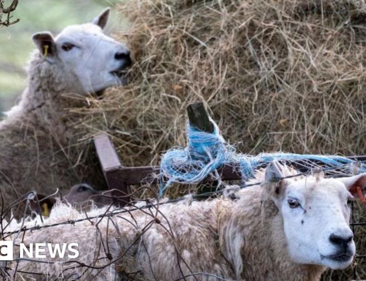 Bird Flu Confirmed in a Sheep on a Yorkshire Farm: First Known Global ...