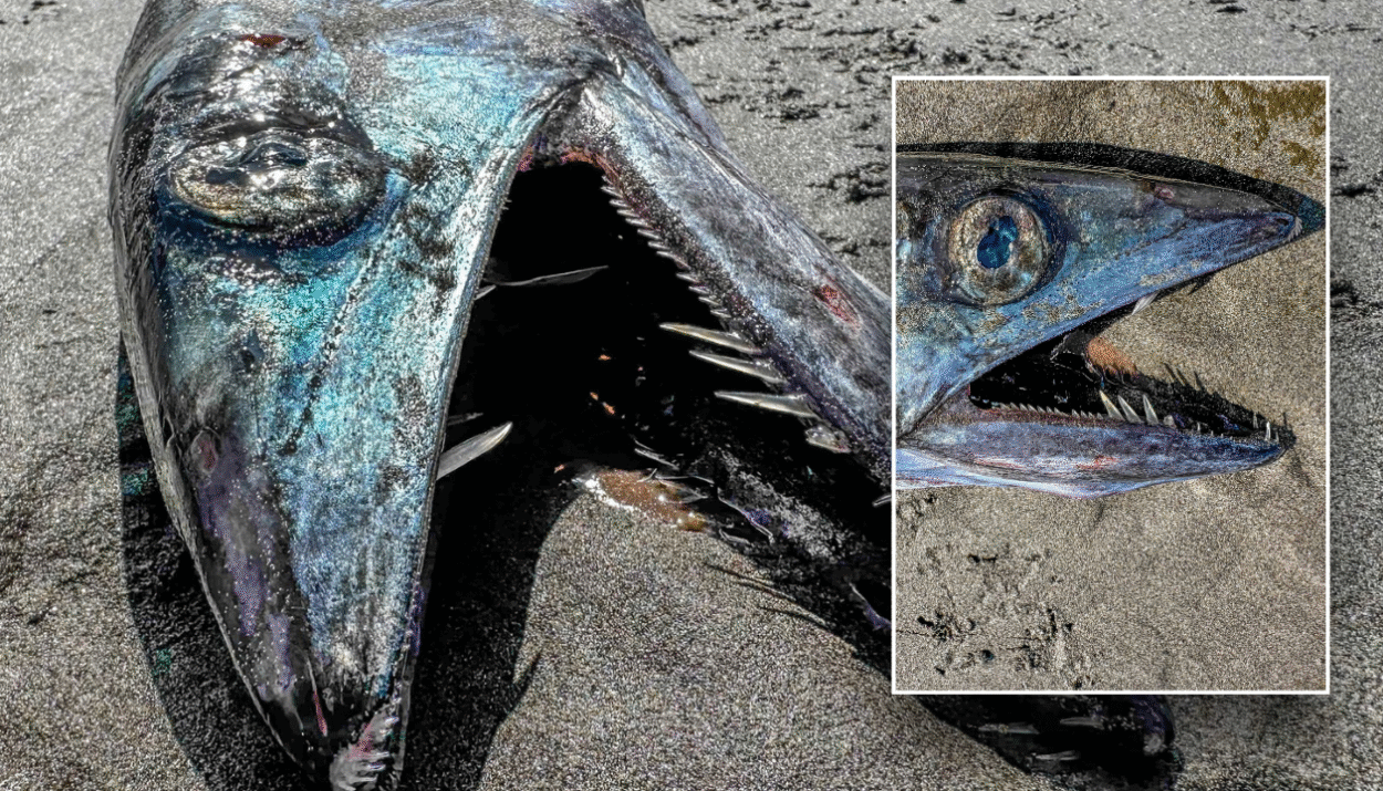 Rare Deep-Sea Lancetfish Washes Ashore in Oregon, Offering Insights ...