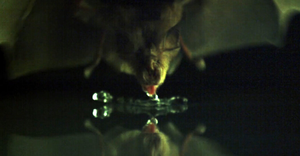 How Bats Drink Water While Flying Without Losing Control - KillBait Archive