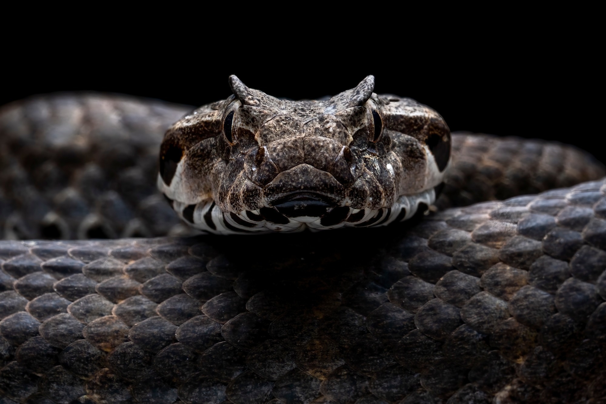 Researchers Develop Broad-Spectrum Antivenom Effective Against Elapid ...