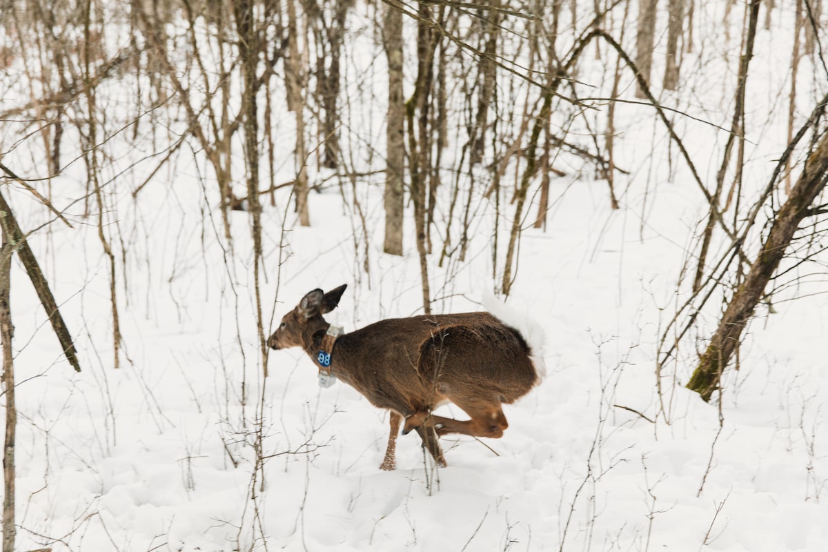 Tracking Deer Movements in Ontario to Understand Ecology and Genetics ...