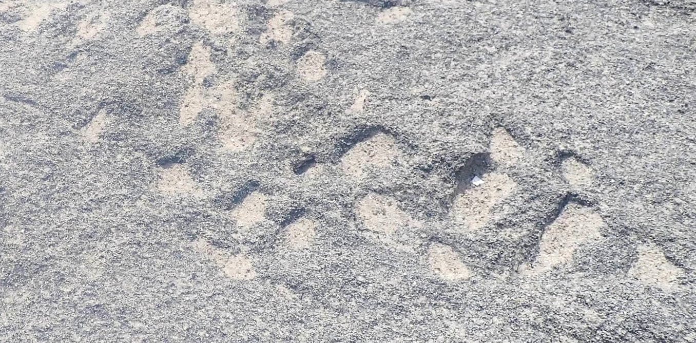 New Fossil Tracks of Birds and Tortoises Discovered Along South Africa ...