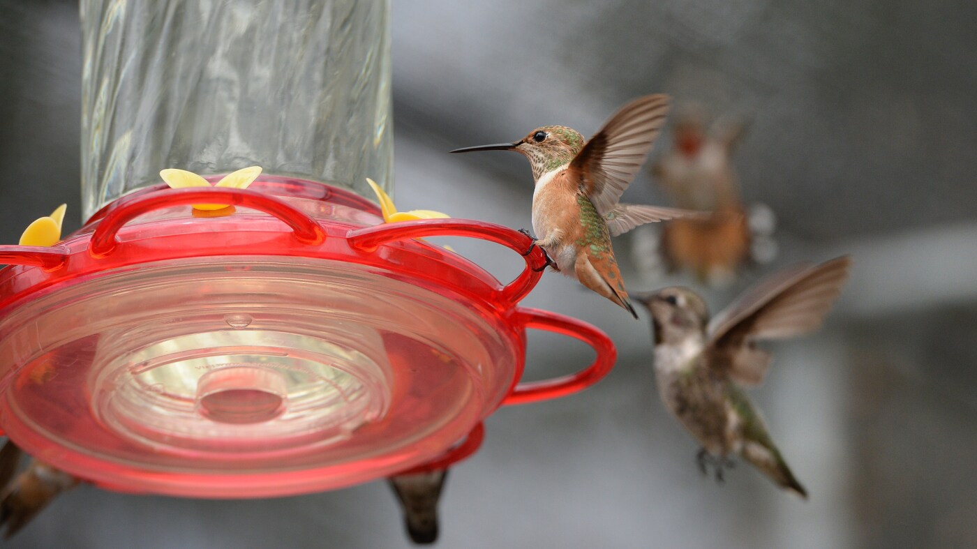 Comederos artificiales impulsan la evolución del pico del colibrí de ...