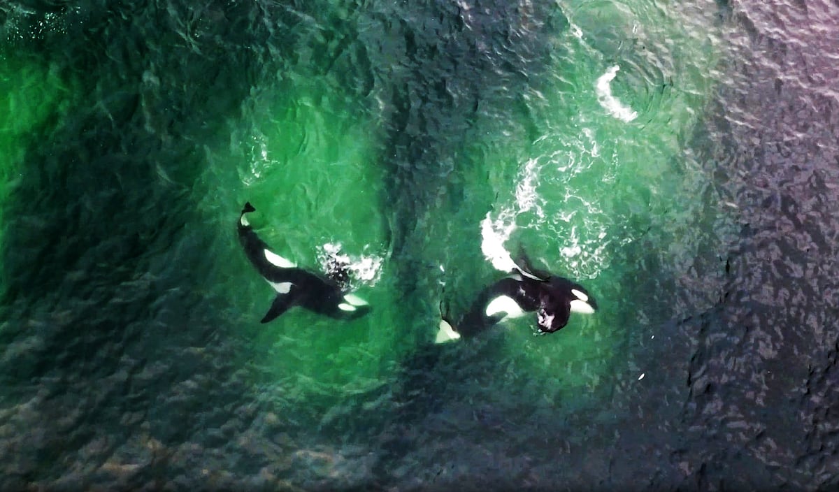 Un estudio revela cómo las orcas se coordinan en pareja para cazar ...