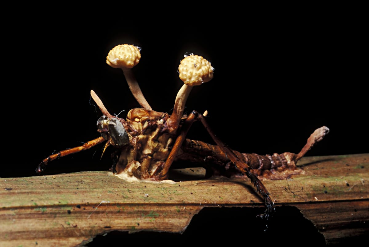 El control mental de los parásitos sobre insectos: un fenómeno ...