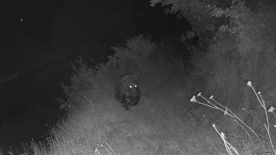 El oso continúa su expansión por las Cuencas con hembras reproductoras ...