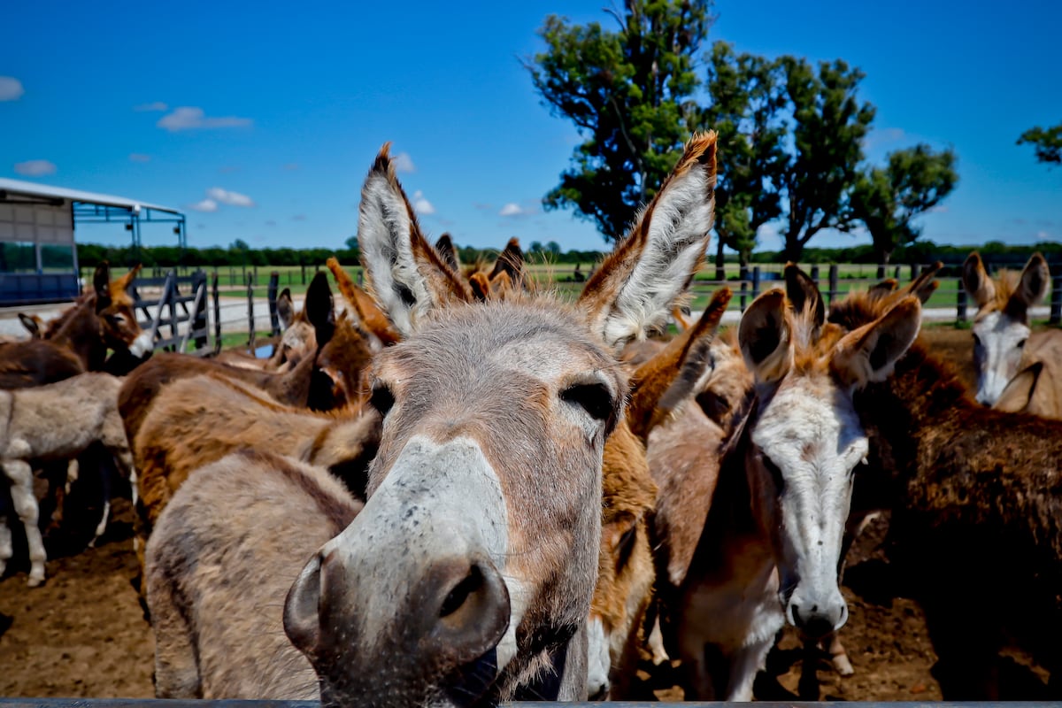 Diferencias cognitivas y evolutivas entre burros y caballos ...