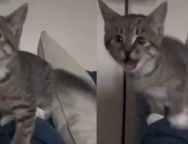 Un gato criado entre perros aprende a ladrar en lugar de maullar ...