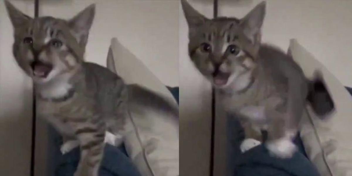 Un gato criado entre perros aprende a ladrar en lugar de maullar ...
