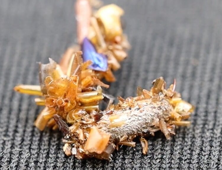 Descubren en Hawái una oruga carnívora que utiliza restos de insectos ...