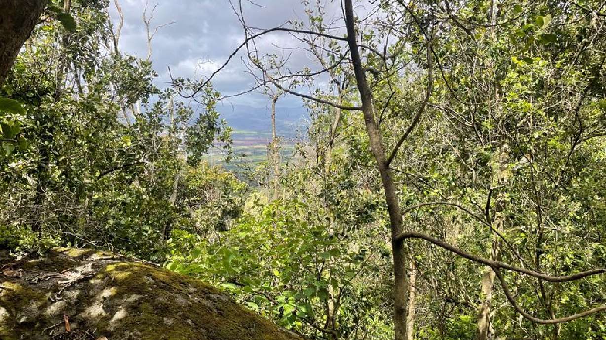 Descubren en Hawái una nueva especie de oruga carnívora que usa restos ...