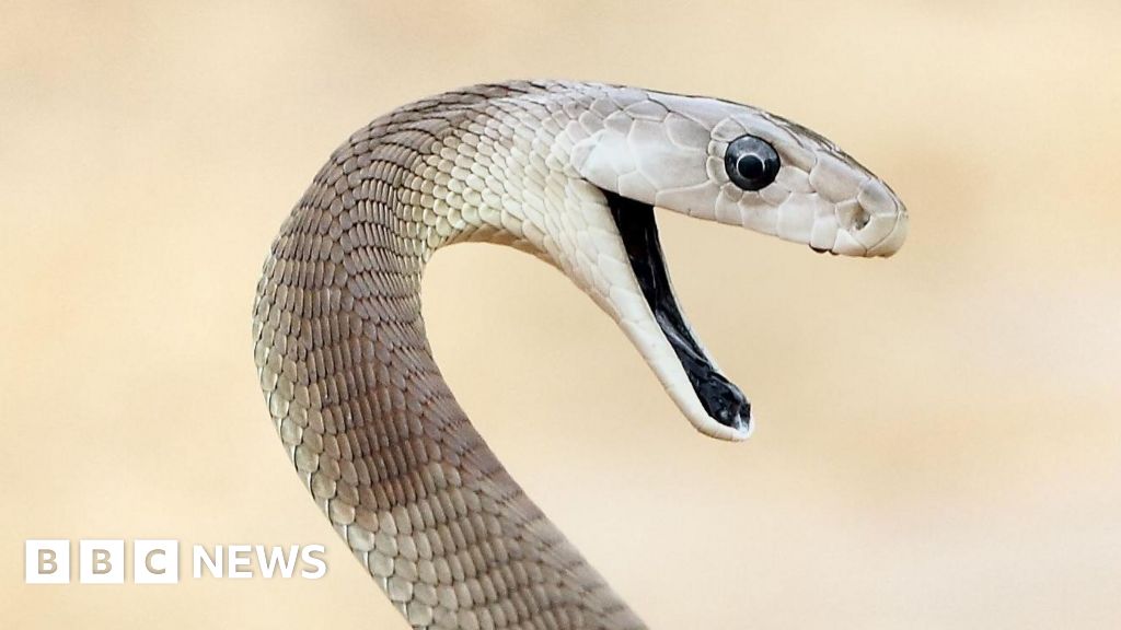 Desarrollan antídoto universal contra venenos de serpiente gracias a la ...